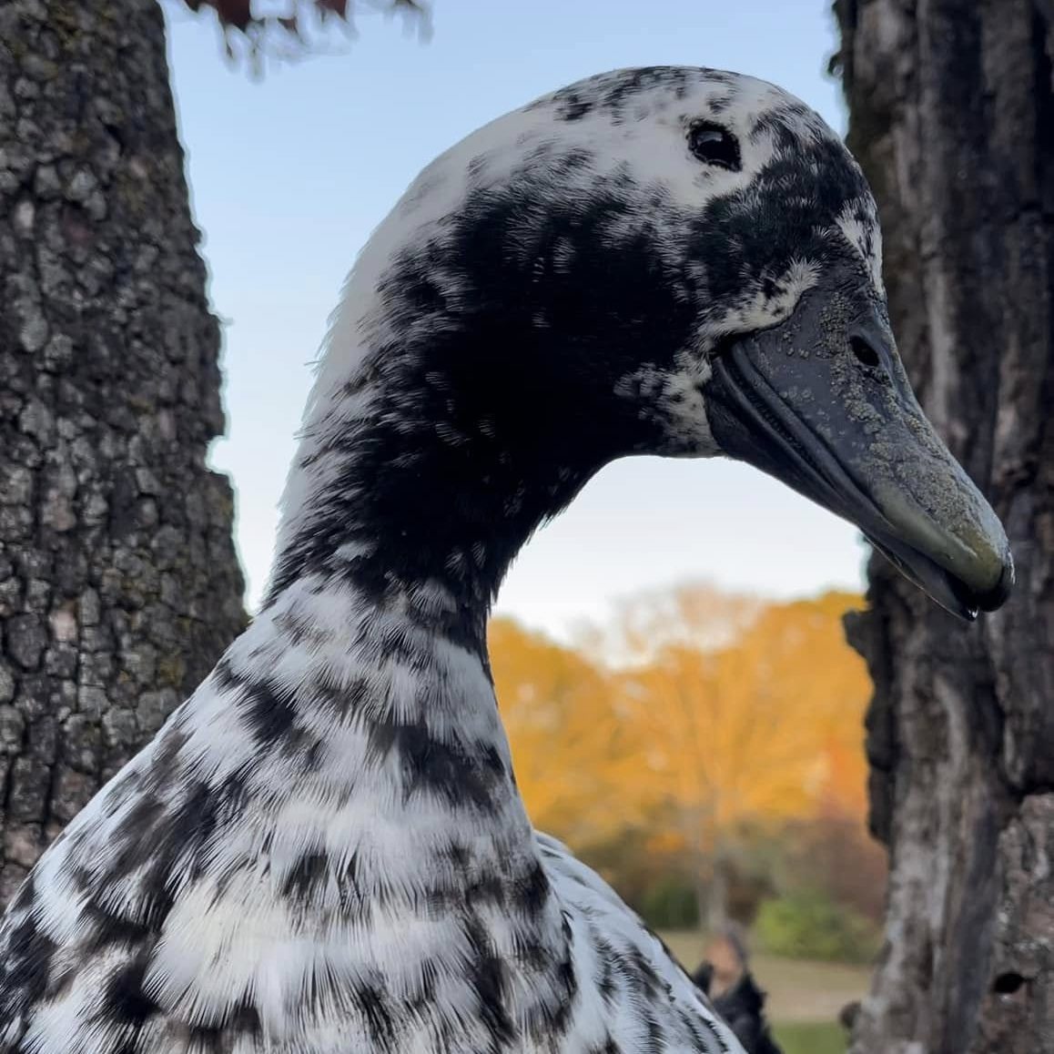 Breed Spotlight: The Cayuga Duck – Caring for your Flock