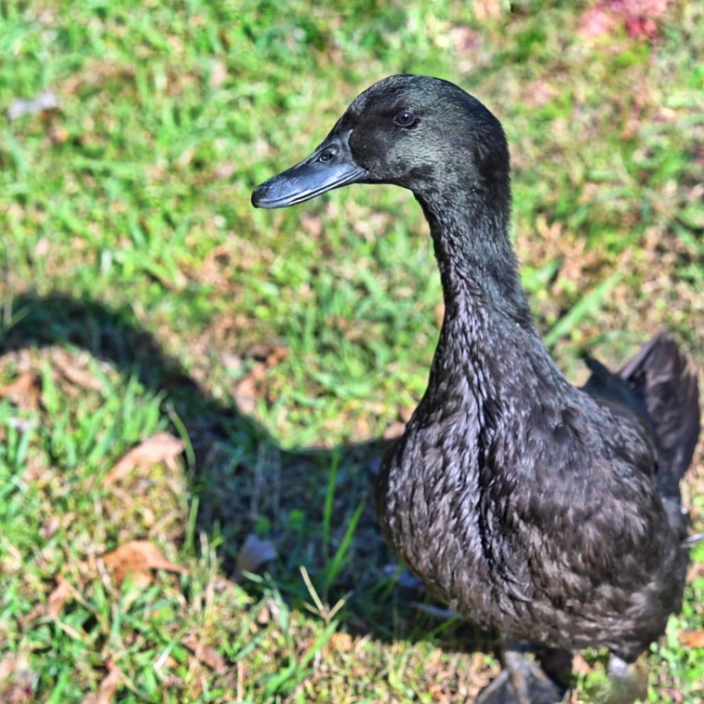 Breed Spotlight: The Cayuga Duck – Caring for your Flock
